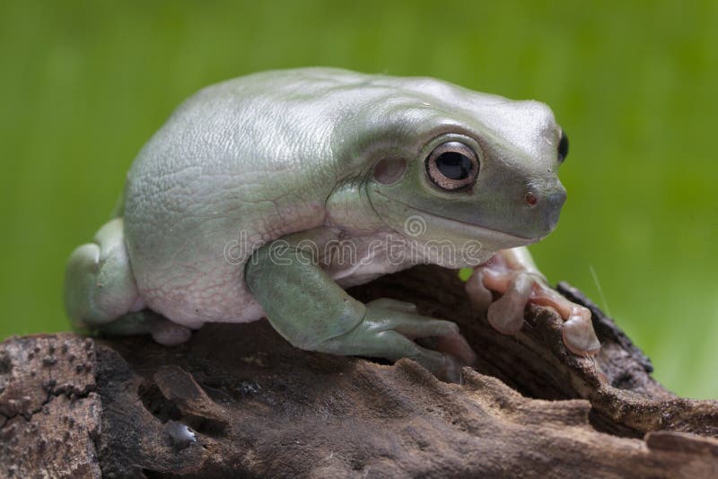 Close Up Dumpy Tree Frog / White`s Tree Frog Stock Photo - Image of ... Close Up Dumpy Tree Frog / White`s Tree Frog Stock Photo - Image of ...