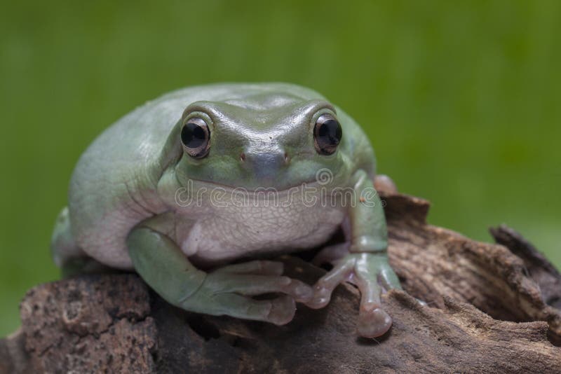 Close Up Dumpy Tree Frog / White`s Tree Frog Stock Image - Image of ...