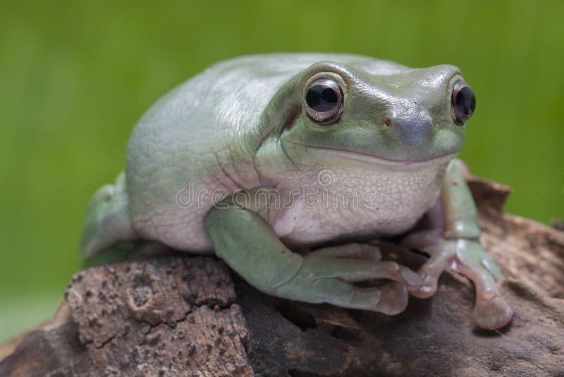 Close Up Dumpy Tree Frog / White`s Tree Frog Stock Photo - Image of ...