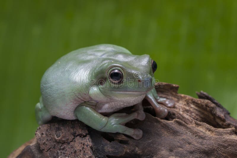 Close Up Dumpy Tree Frog / White`s Tree Frog Stock Photo - Image of ...