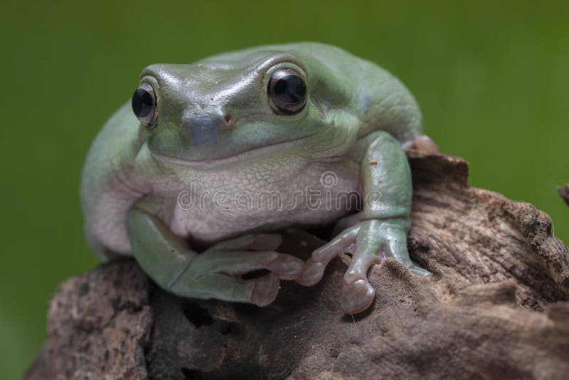 Close Up Dumpy Tree Frog / White`s Tree Frog Stock Photo - Image of ...