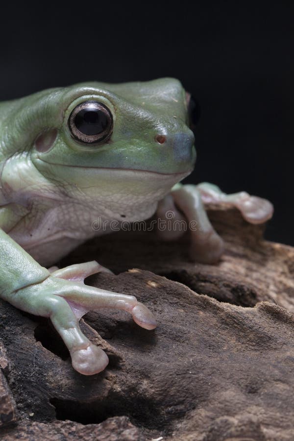 Close Up Dumpy Tree Frog / White`s Tree Frog Stock Image - Image of ...