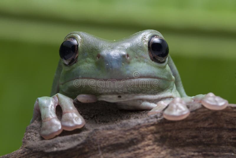 Close Up Dumpy Tree Frog / White`s Tree Frog Stock Photo - Image of ...