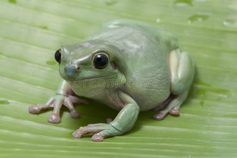 Close Up Dumpy Tree Frog / White`s Tree Frog Stock Image - Image of ...