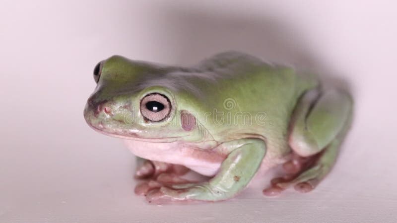 Dumpy Tree Frog or White S Tree Frog Isolated on White Background Stock ...