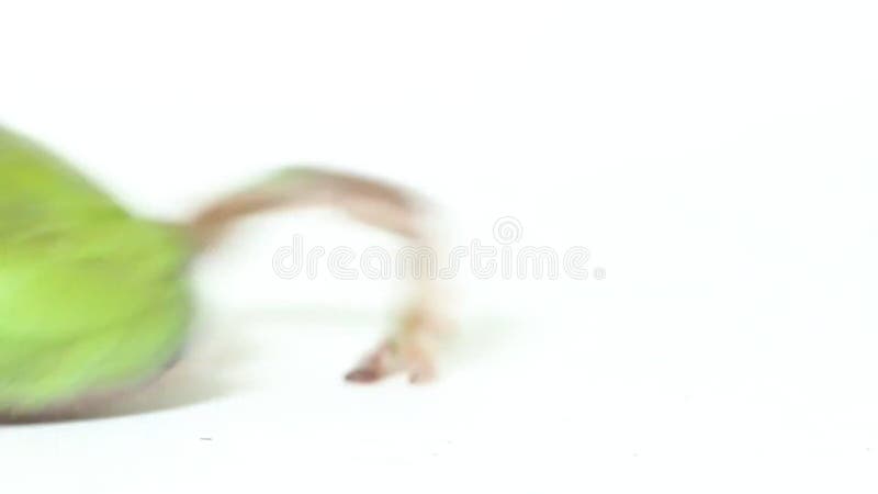 Dumpy Tree Frog or White S Tree Frog Isolated on White Background Stock ...