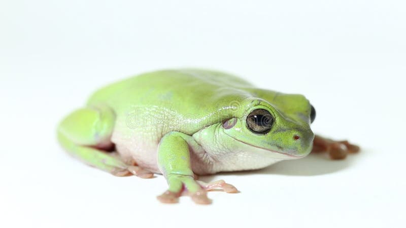 Dumpy Tree Frog or White S Tree Frog Isolated on White Background Stock ...