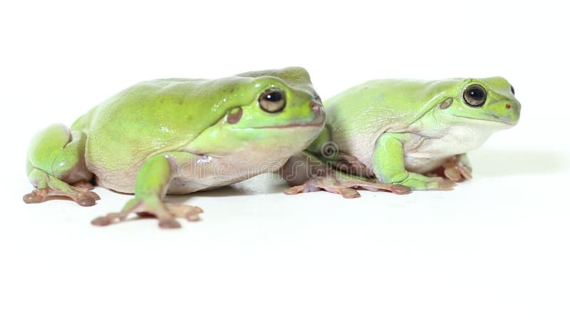 Dumpy Tree Frog or White S Tree Frog Isolated on White Background Stock ...