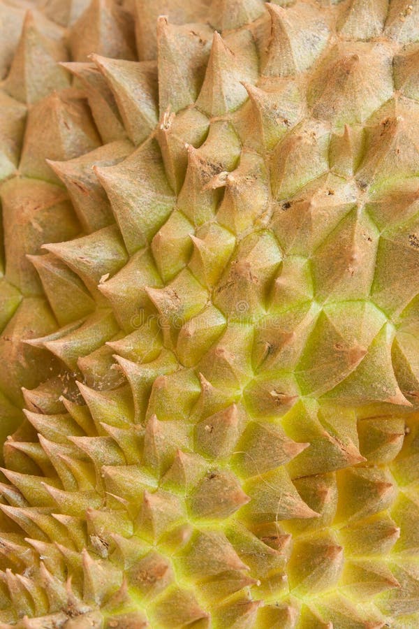 Close Up of the Durian Skin Stock Photo - Image of nutrition, natural ...