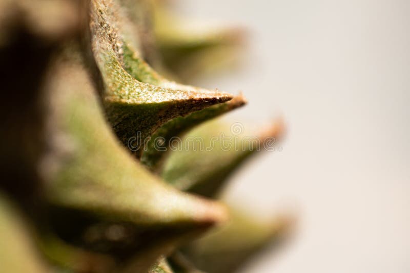 Close Up Durian Spike Texture Stock Photo - Image of isolated, nature ...