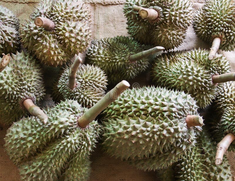 Close Up of Durian Stack on Sack Cloth Stock Image - Image of diet ...