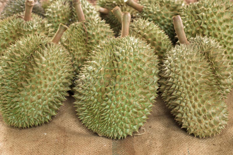 Durians on the table stock image. Image of thailand - 254940019
