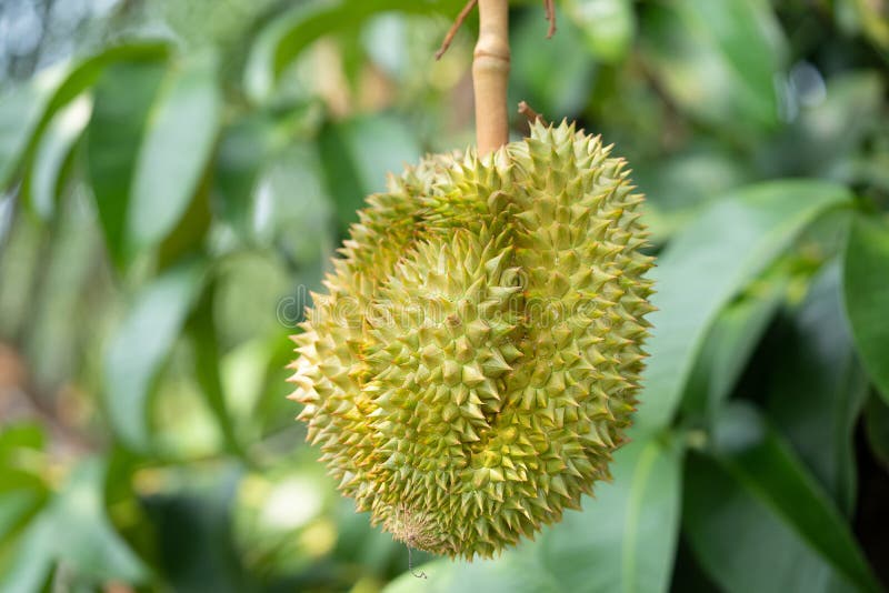 Fresh Durian on the Durian Tree Stock Photo - Image of farm, nutrition ...