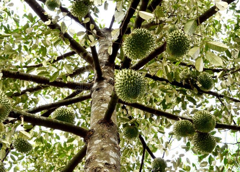 401 Durian Fruit Trees Stock Photos - Free & Royalty-Free Stock Photos ...