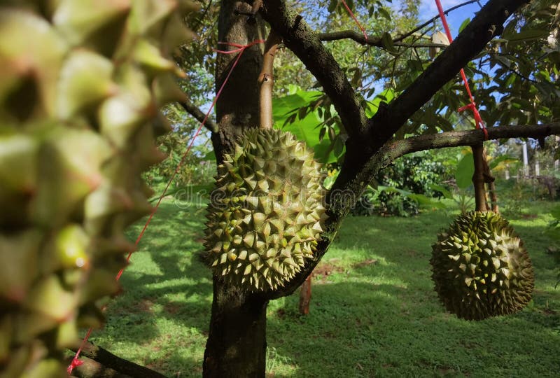 Close Up of Durians Hanging Stock Photo - Image of yellow, natural ...
