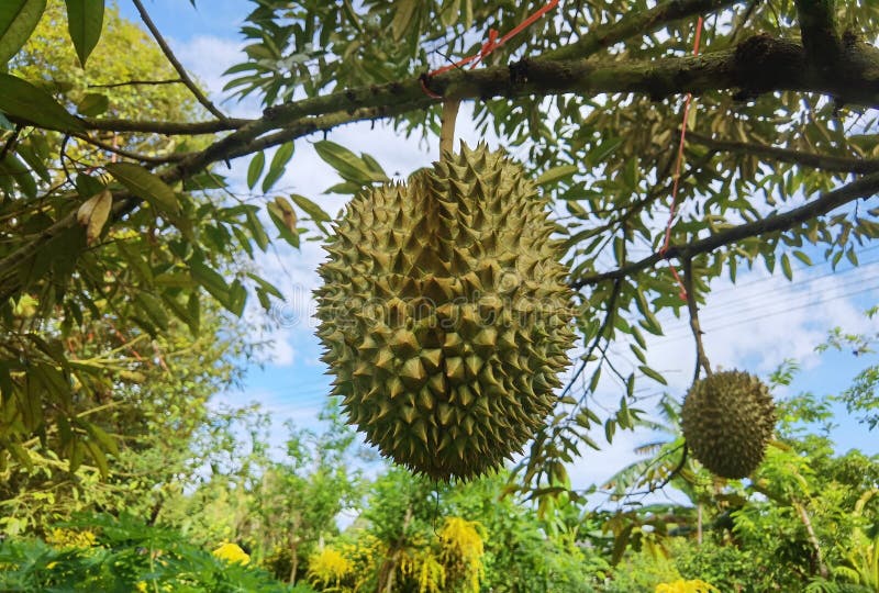 Close Up of Durians Hanging Stock Photo - Image of yellow, natural ...
