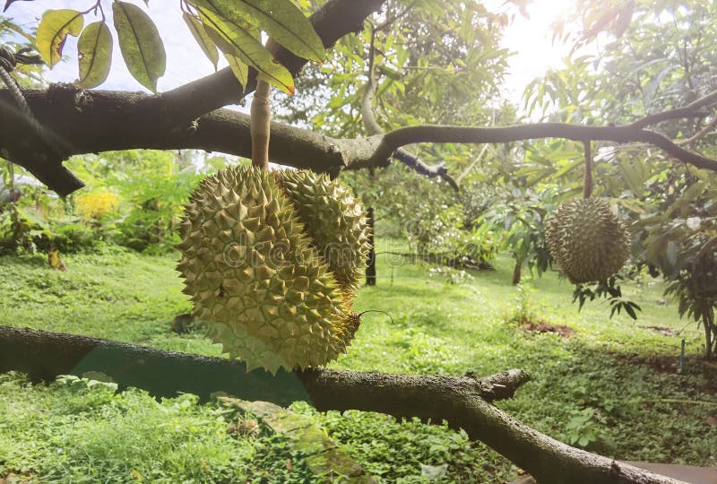 Close Up of Durians Hanging Stock Photo - Image of yellow, natural ...