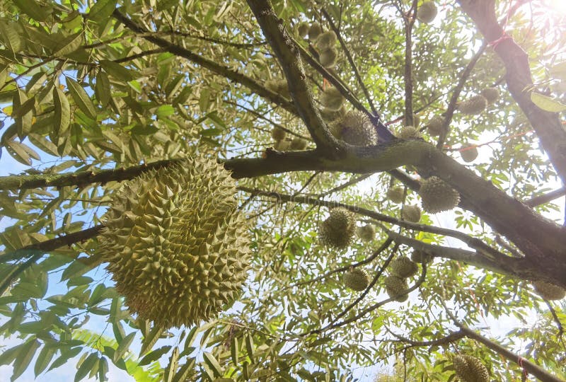 Close Up of Durians Hanging Stock Photo - Image of yellow, natural ...