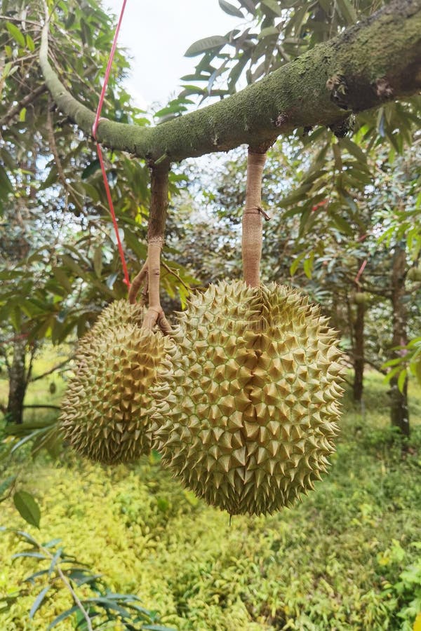 Close Up of Durians Hanging Stock Photo - Image of branch, agriculture ...