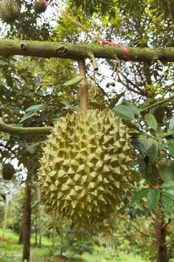 Close Up of Durians Hanging Stock Photo - Image of branch, agriculture ...