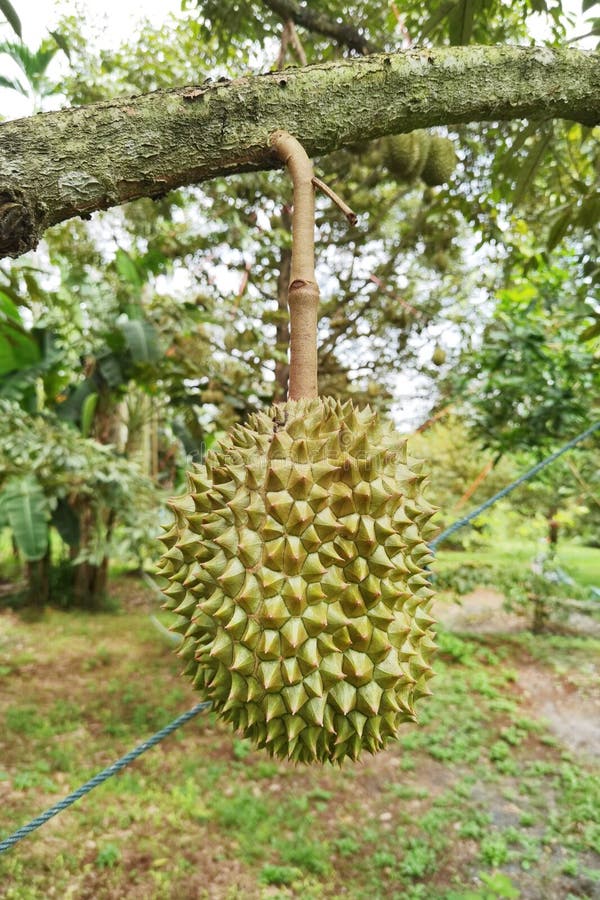 Close Up of Durians Hanging Stock Photo - Image of branch, agriculture ...