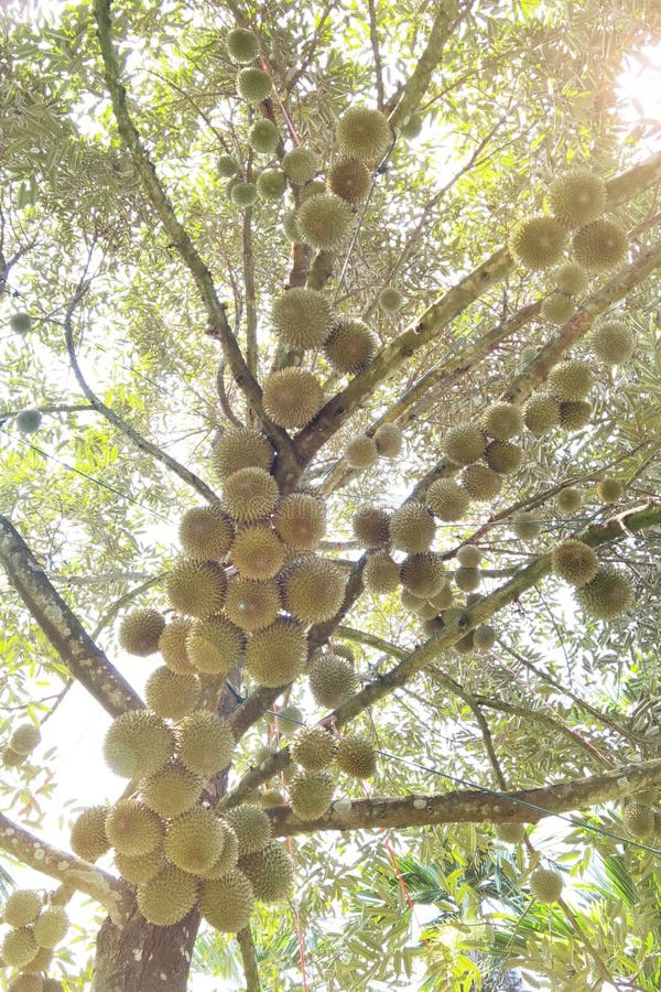 Close Up of Durians Hanging Stock Photo - Image of branch, agriculture ...