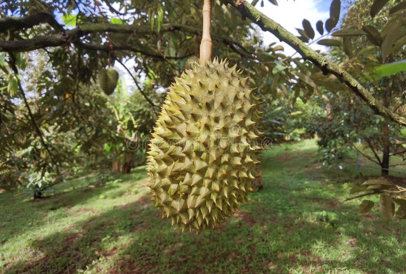 Close Up of Durians Hanging Stock Photo - Image of yellow, natural ...