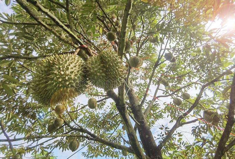 Close Up of Durians Hanging Stock Photo - Image of yellow, natural ...