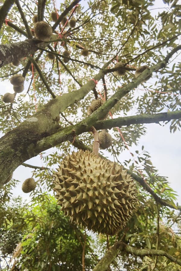 Close Up of Durians Hanging Stock Photo - Image of growth, natural ...