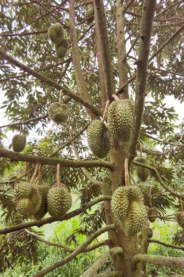 Close Up of Durians Hanging Stock Image - Image of fresh, yellow: 279191107