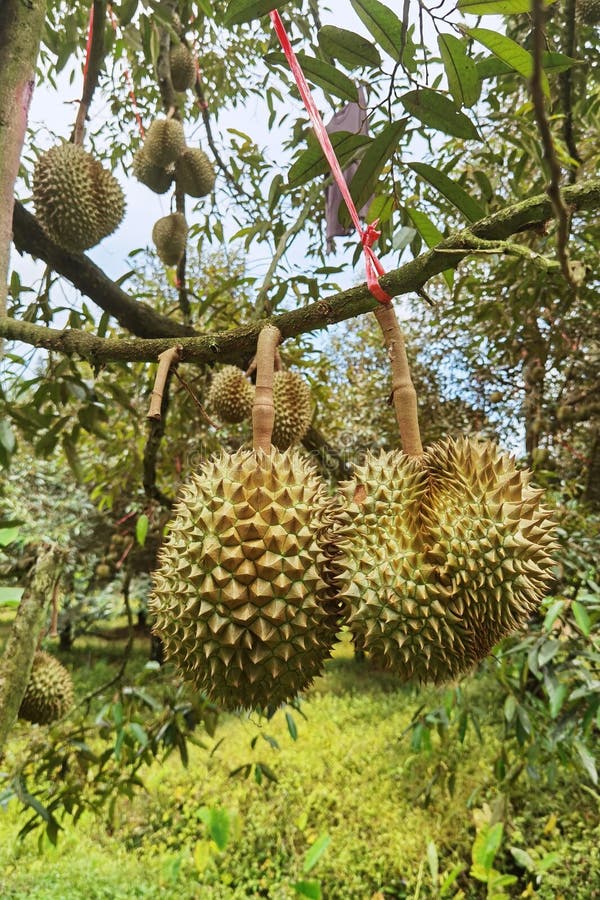 Close Up of Durians Hanging Stock Photo - Image of branch, agriculture ...
