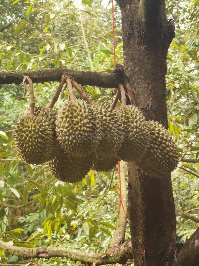 Close Up of Durians Hanging Stock Photo - Image of branch, agriculture ...