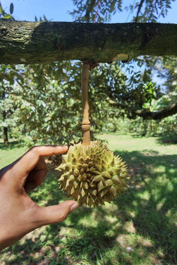 Close Up of Durians Hanging Stock Photo - Image of branch, agriculture ...