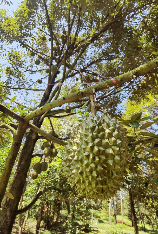 Close Up of Durians Hanging Stock Photo - Image of branch, agriculture ...