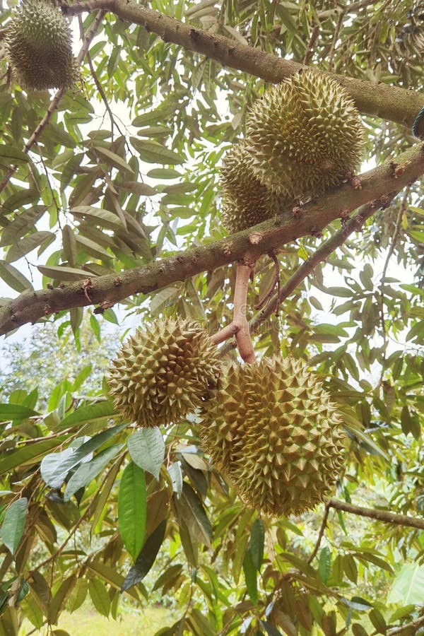 Close Up of Durians Hanging Stock Photo - Image of branch, agriculture ...