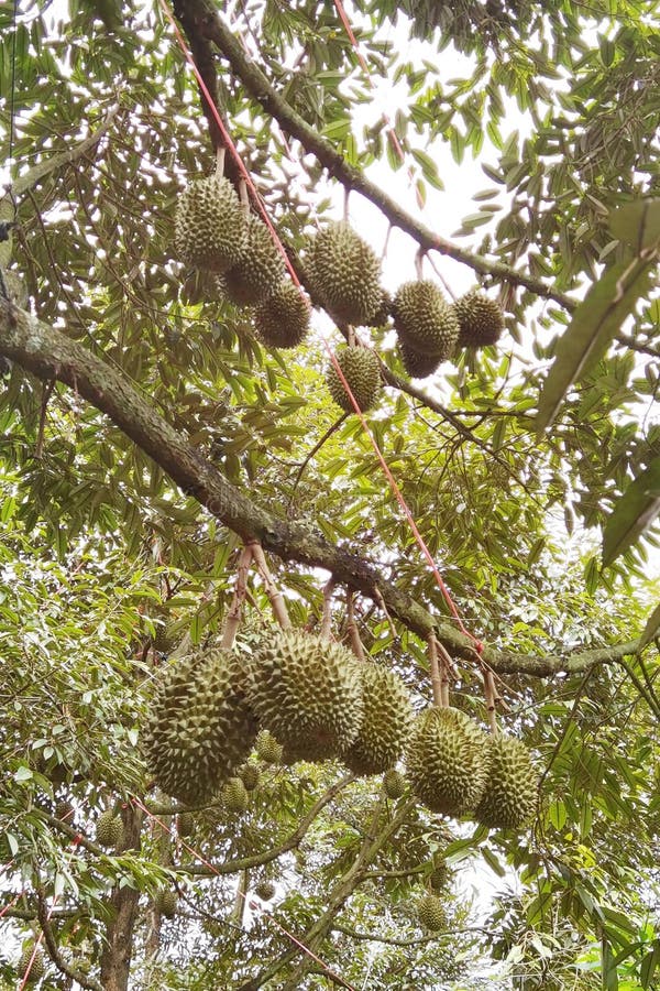 Close Up of Durians Hanging Stock Photo - Image of branch, agriculture ...