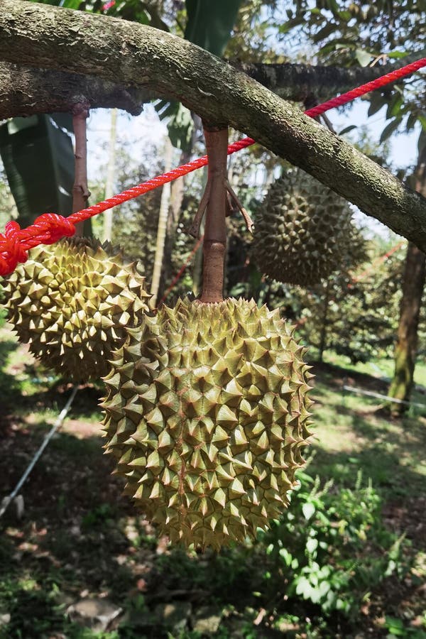 Close Up of Durians Hanging Stock Photo - Image of branch, agriculture ...