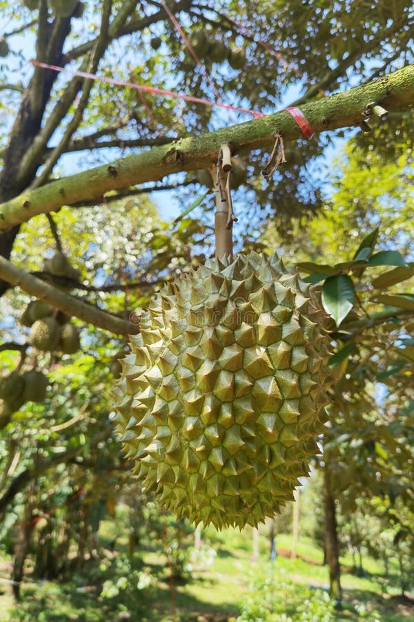 Close Up of Durians Hanging Stock Photo - Image of branch, agriculture ...