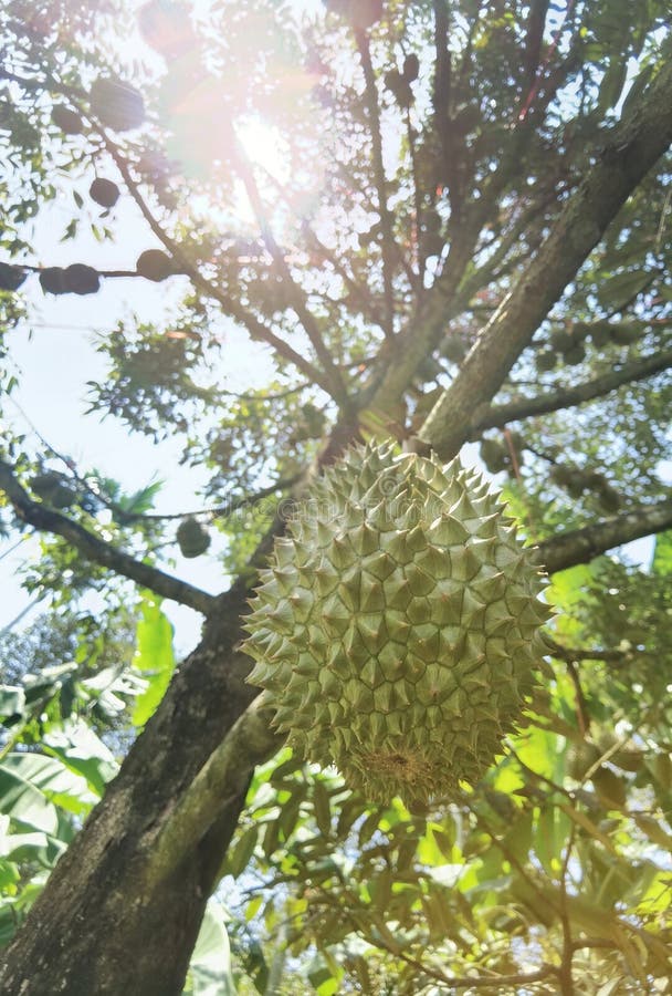 Close Up of Durians Hanging Stock Photo - Image of branch, agriculture ...