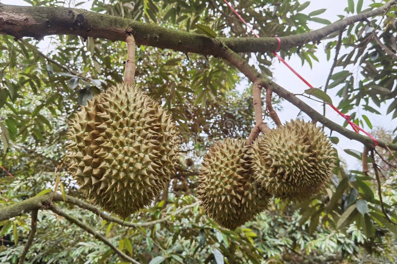 Close Up of Durians Hanging Stock Photo - Image of branch, agriculture ...