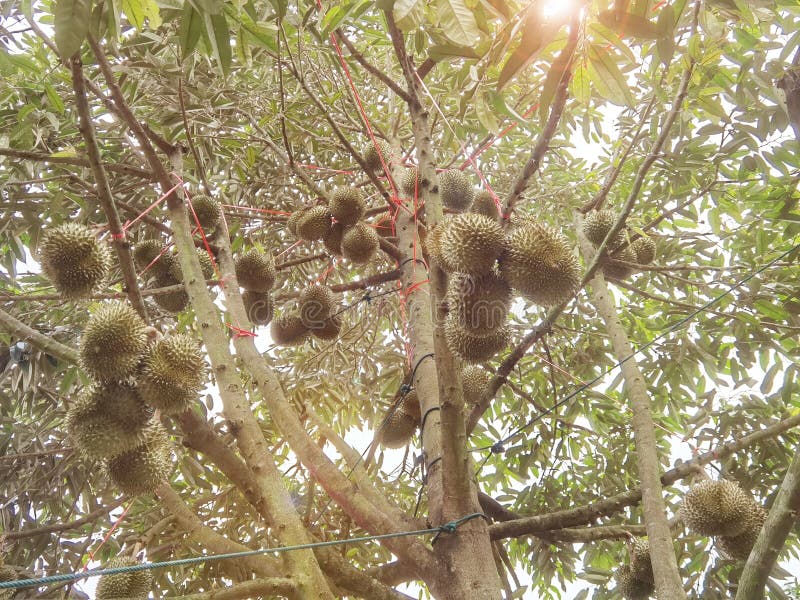 Close Up of Durians Hanging Stock Photo - Image of branch, agriculture ...