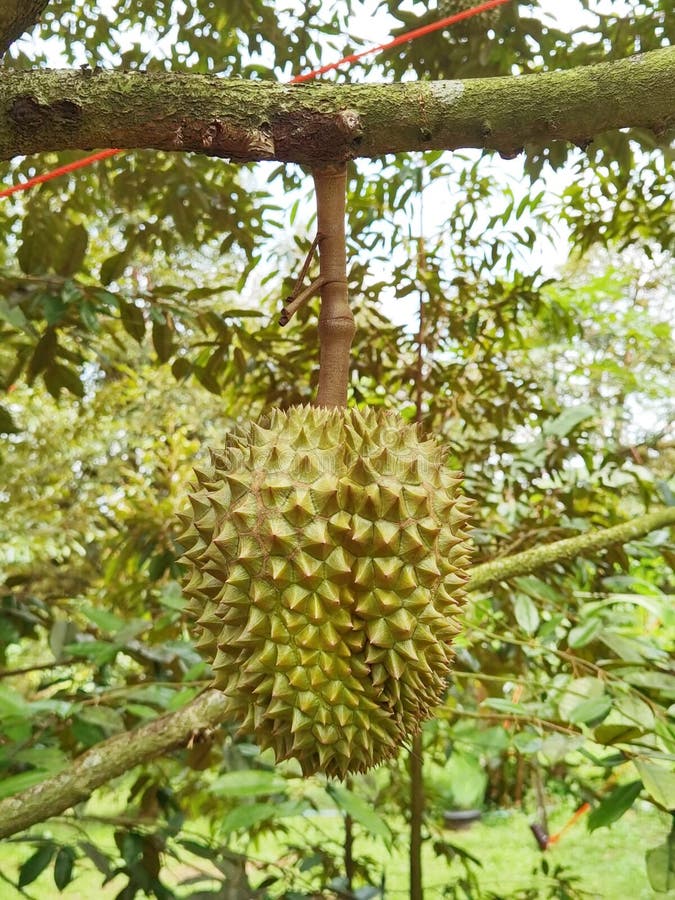 Close Up of Durians Hanging Stock Photo - Image of branch, agriculture ...