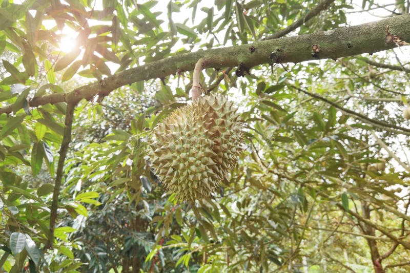 Close Up of Durians Hanging Stock Photo - Image of branch, agriculture ...