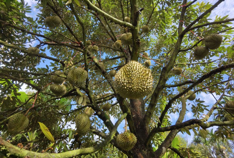 Close Up of Durians Hanging Stock Photo - Image of yellow, natural ...