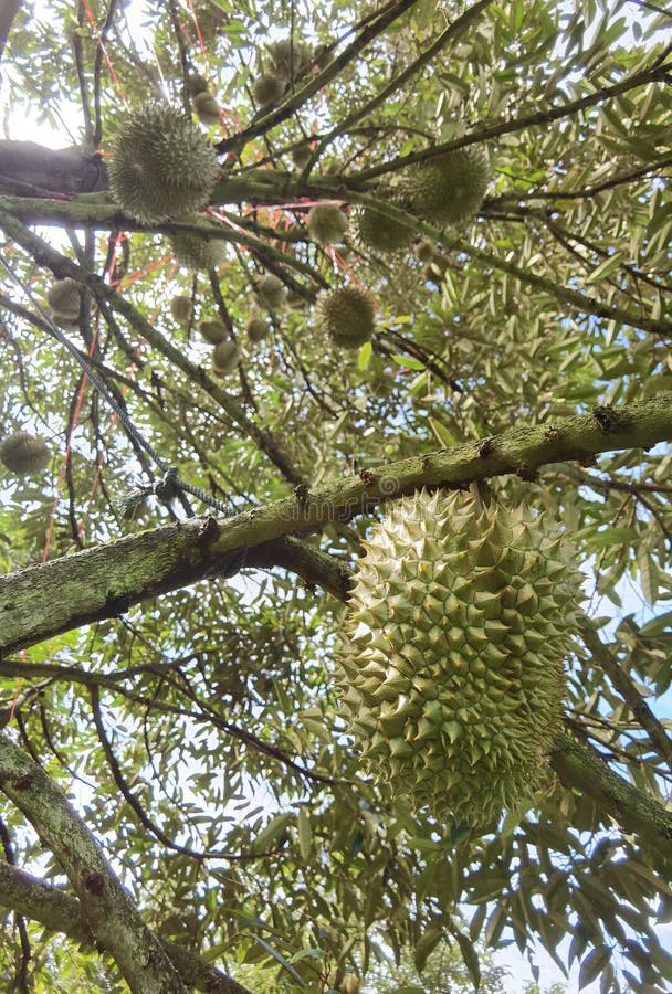 Close Up of Durians Hanging Stock Photo - Image of yellow, natural ...