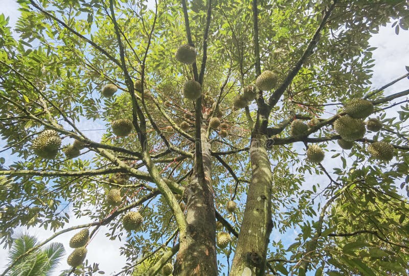 Close Up of Durians Hanging Stock Photo - Image of yellow, natural ...
