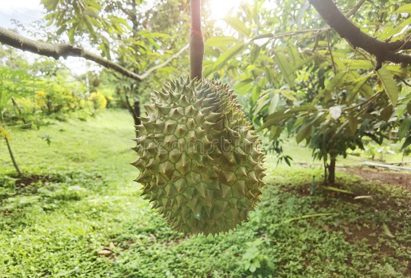 Close Up of Durians Hanging Stock Photo - Image of yellow, natural ...