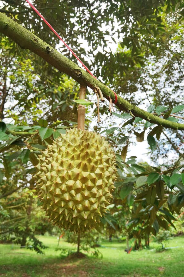 Close Up of Durians Hanging Stock Photo - Image of branch, agriculture ...