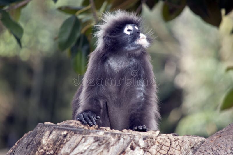 Dusky leaf monkey stock photo. Image of whiskers, long - 102611150