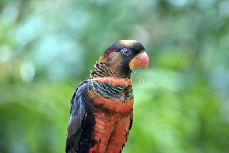 Dusky Lory, White-rumped Lory Also Known As a Dusky-orange Lory Stock ...